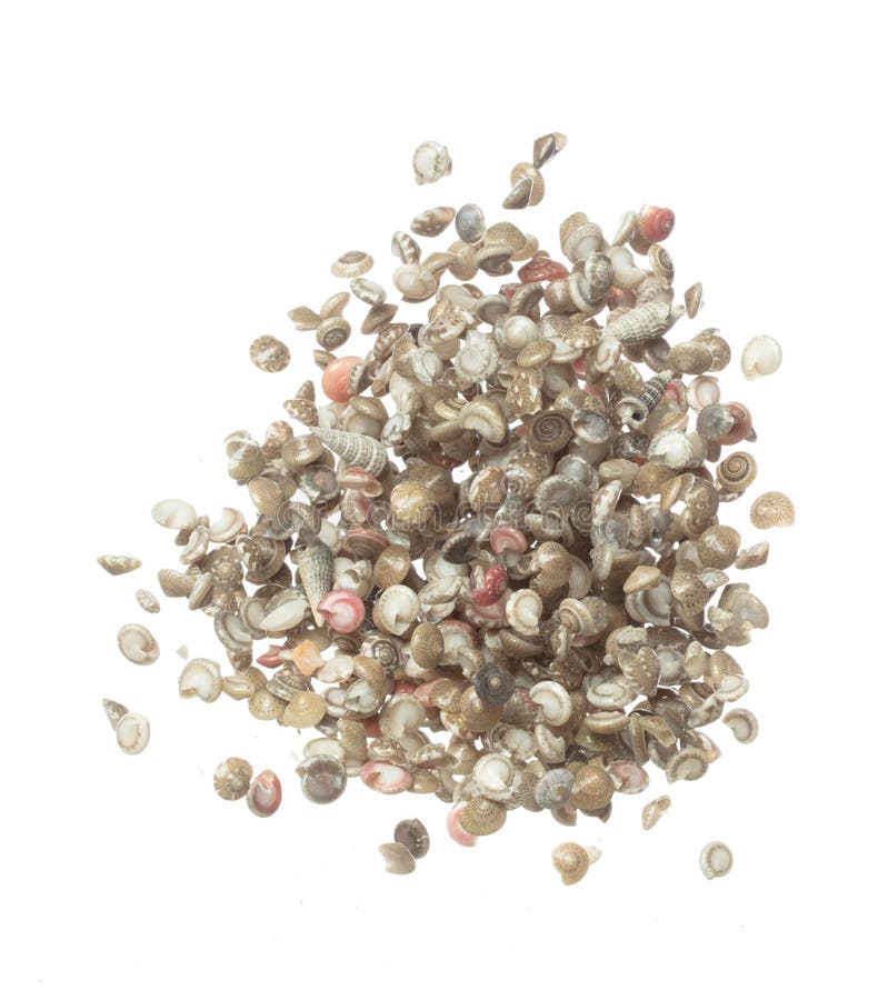 Seashell Fall Splashing in Air. Sea Shell Explosion Flying, Abstract ...