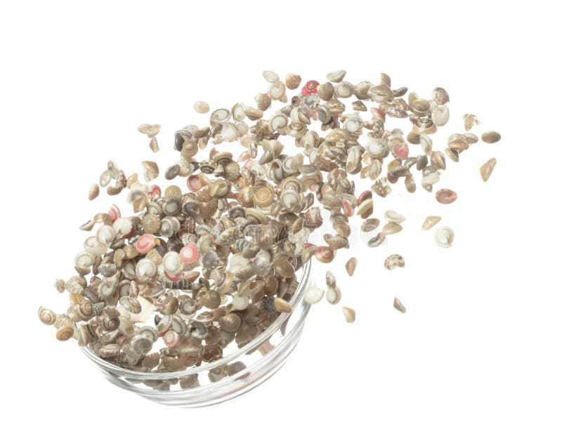 Seashell Fall Splashing in Air. Sea Shell Explosion Flying, Abstract ...