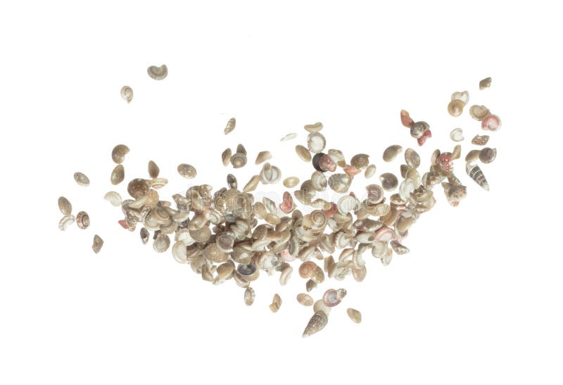 Seashell Fall Splashing in Air. Sea Shell Explosion Flying, Abstract ...
