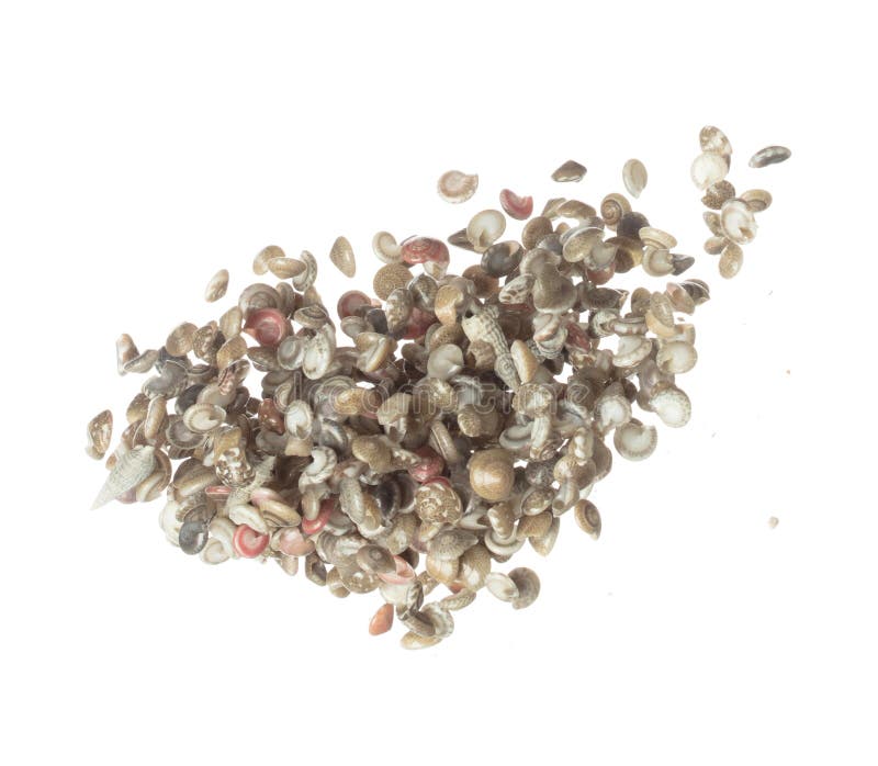 Seashell Fall Splashing in Air. Sea Shell Explosion Flying, Abstract ...