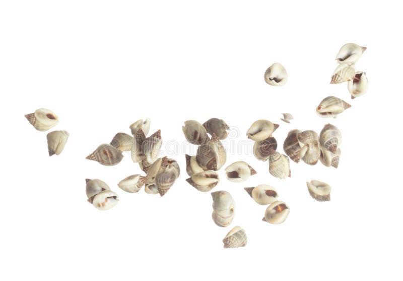 Seashell Fall Splashing in Air. Sea Shell Explosion Flying, Abstract ...