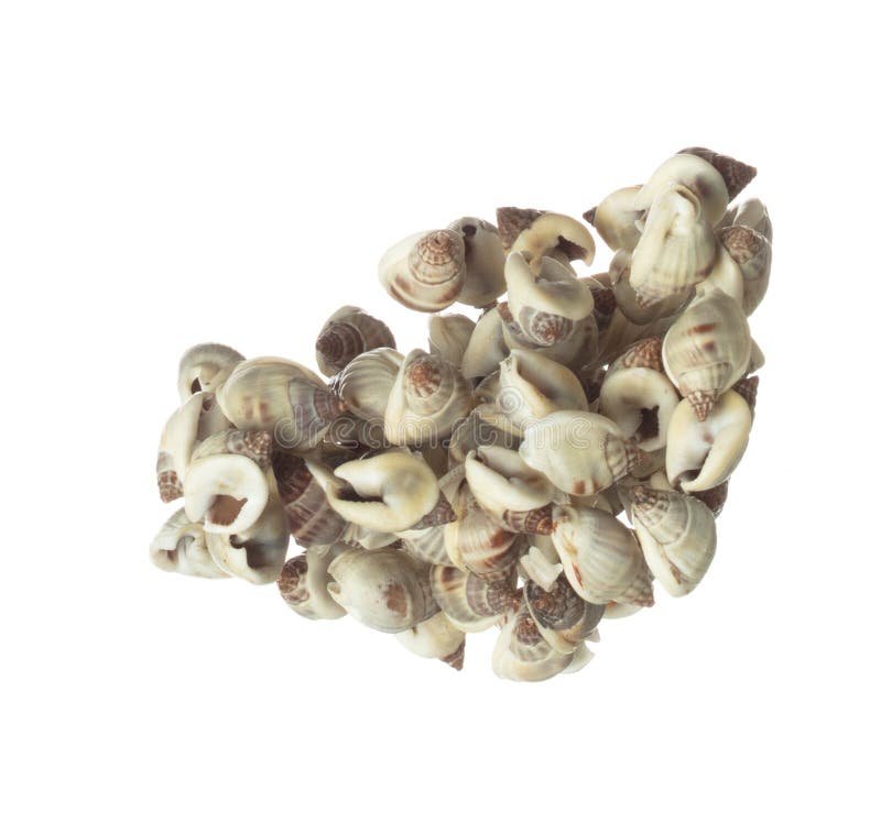 Seashell Fall Splashing in Air. Sea Shell Explosion Flying, Abstract ...