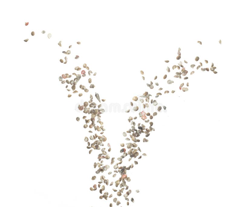 Seashell Fall Splashing in Air. Sea Shell Explosion Flying, Abstract ...