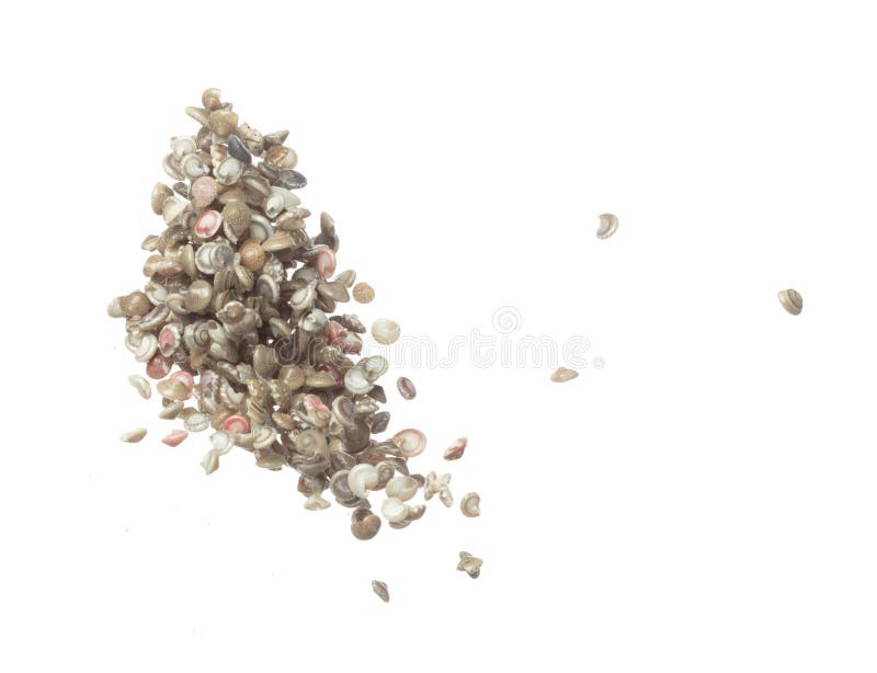 Seashell Fall Splashing in Air. Sea Shell Explosion Flying, Abstract ...