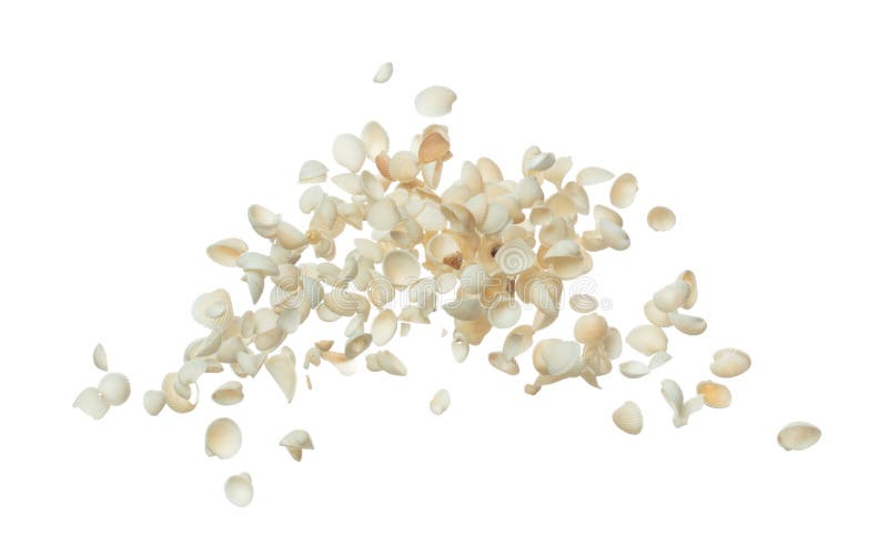 Seashell Fall Splashing in Air. Sea Shell Explosion Flying, Abstract ...