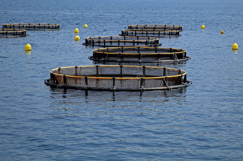 Seashell farm stock photo. Image of seaside, farm, aqua - 26212088