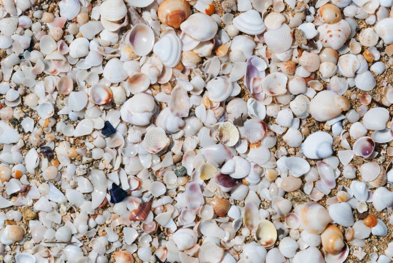Seashell Stock Photos - Download 93,189 Royalty Free Photos