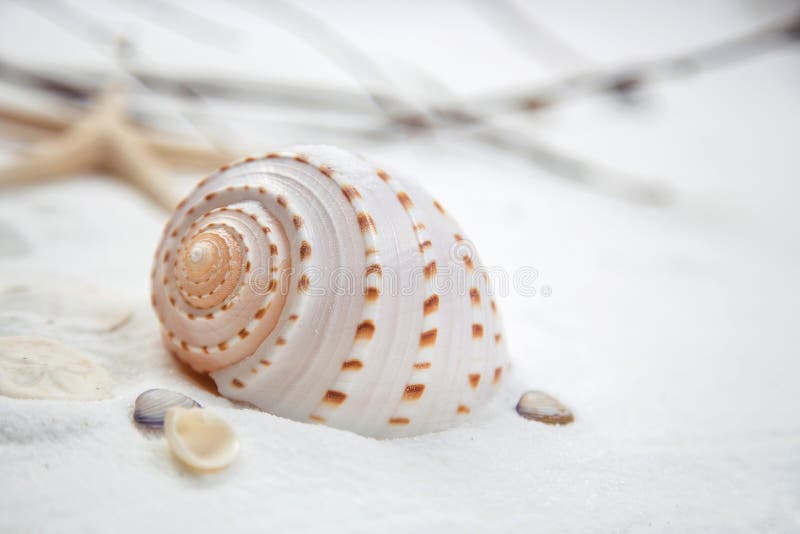 Seashell on a Fine White Sand. Stock Image - Image of fresh, starfish ...