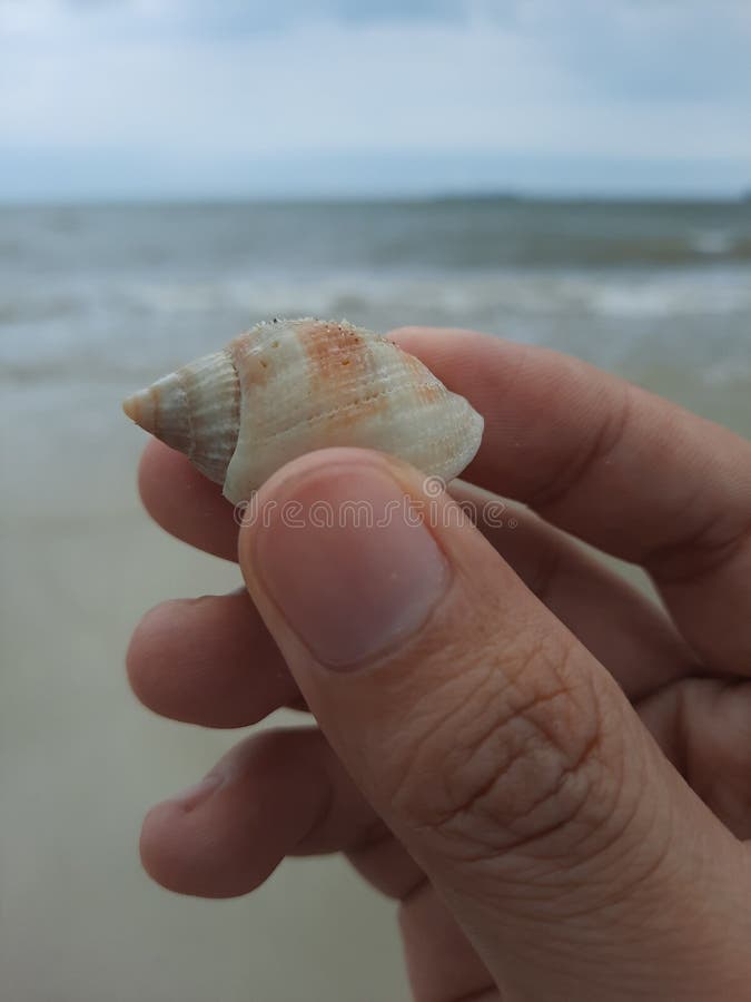 Seashell in finger stock photo. Image of animal, nail - 208460580