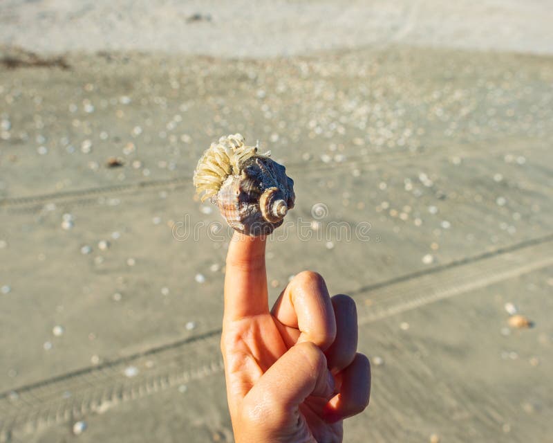 Seashell on a finger stock photo. Image of nature, close - 197474152