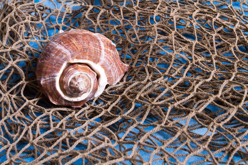 Seashell on fishing net stock image. Image of item, life - 14309463