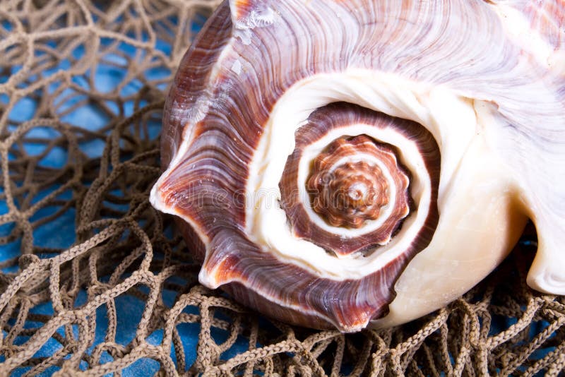 Seashell on fishing net stock image. Image of item, oceanic - 14426495