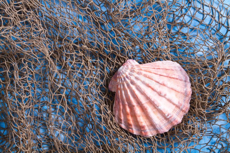 Seashell in a fishing net stock photo. Image of seafood - 174161134