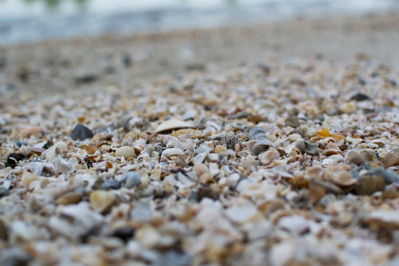 Seashell on the Floor, Tropical Beach. Stock Photo - Image of texture ...