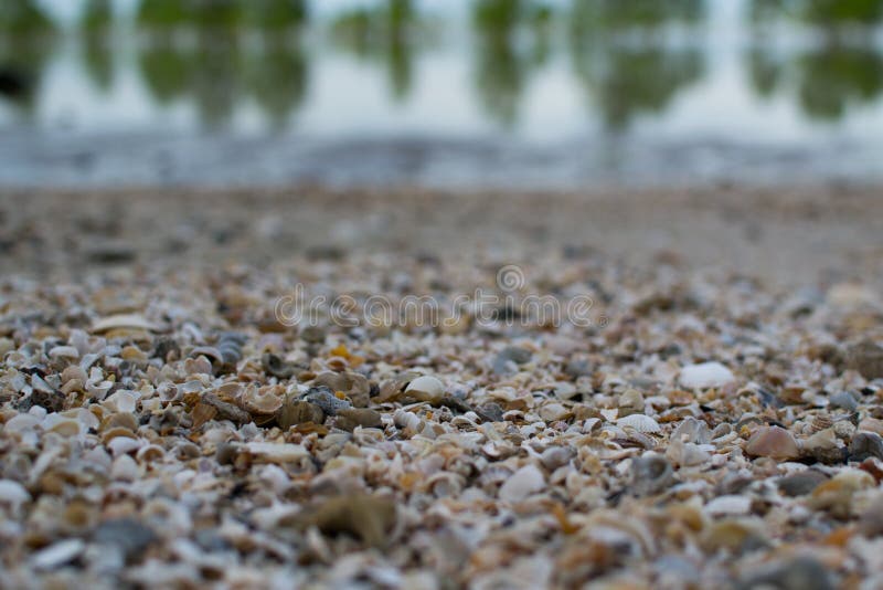 Seashell on the Floor, Tropical Beach. Stock Image - Image of nature ...