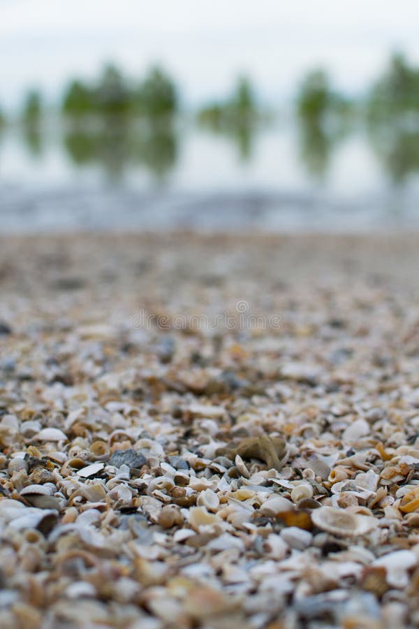 Seashell on the Floor, Tropical Beach. Stock Photo - Image of texture ...