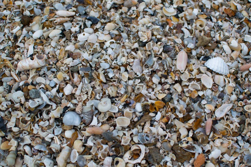Seashell on the Floor, Tropical Beach. Stock Image - Image of shell ...