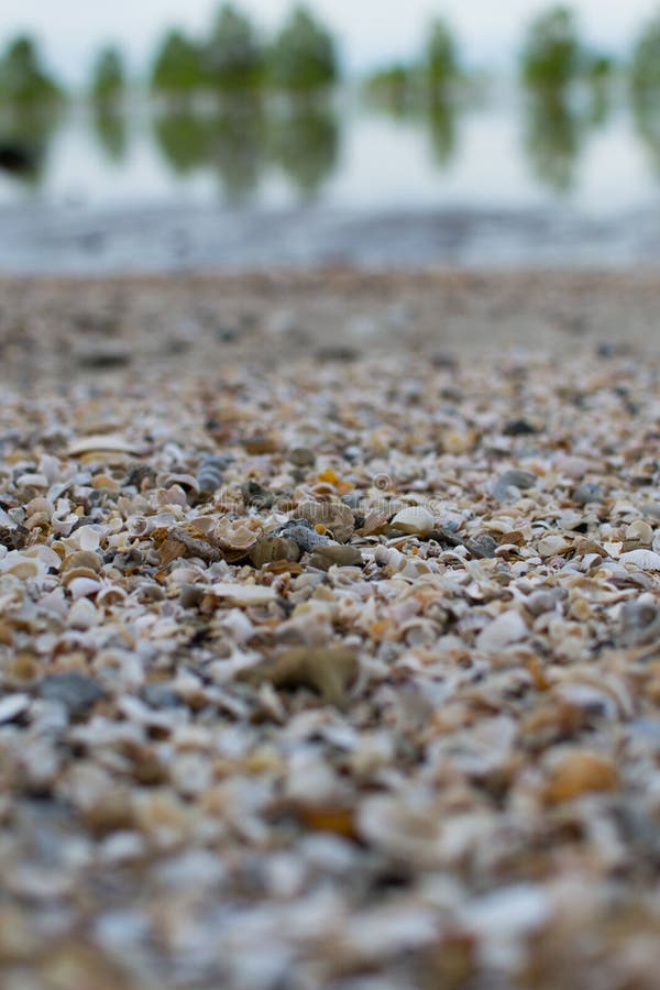 Seashell on the Floor, Tropical Beach. Stock Photo - Image of colorful ...