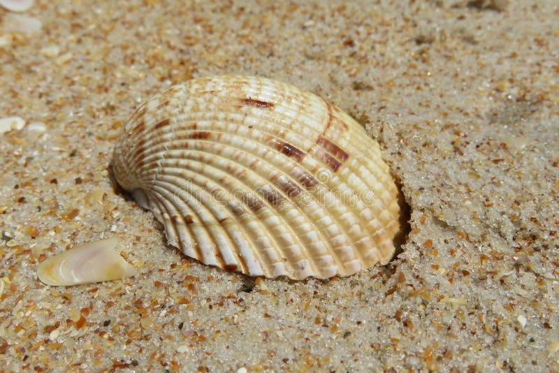 Seashell on Florida beach stock photo. Image of yellow - 195286014