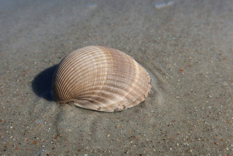 Seashell on the Florida Beach, Closeup Stock Photo - Image of colored ...
