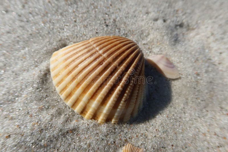 Seashell on the Florida Beach, Closeup Stock Image - Image of peace ...