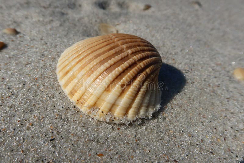 Seashell on the Florida Beach, Closeup Stock Image - Image of coast ...