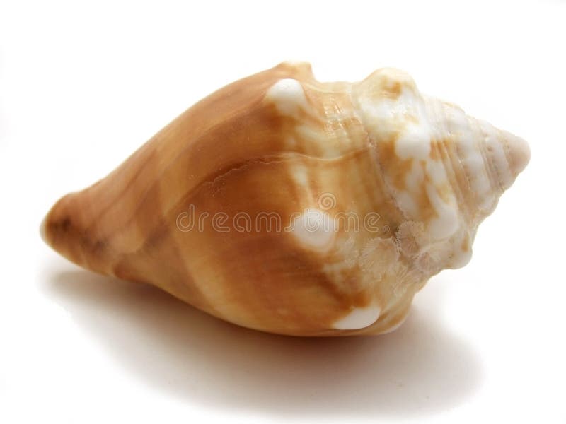 Seashell Florida Fighting Conch Stock Image - Image of beige, marine ...