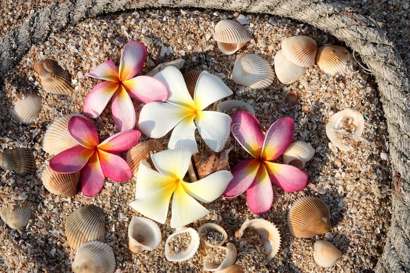 Seashell and Flower by Rope Stock Photo - Image of copy, relax: 24582340