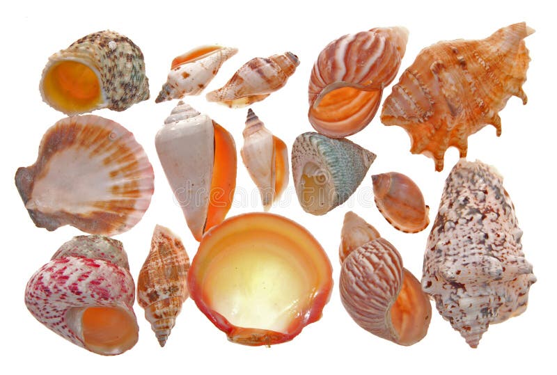 Seashell Assortment Collection Stock Image - Image of assortment, lots ...