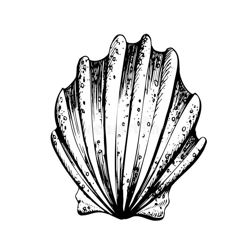 Seashell in the Form of a Fan. Isolated Object Drawn by Hand in Graphic ...