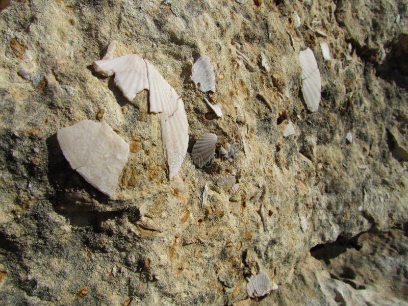 Seashell Fossils on the Limestone Surface - Perfect for Background ...