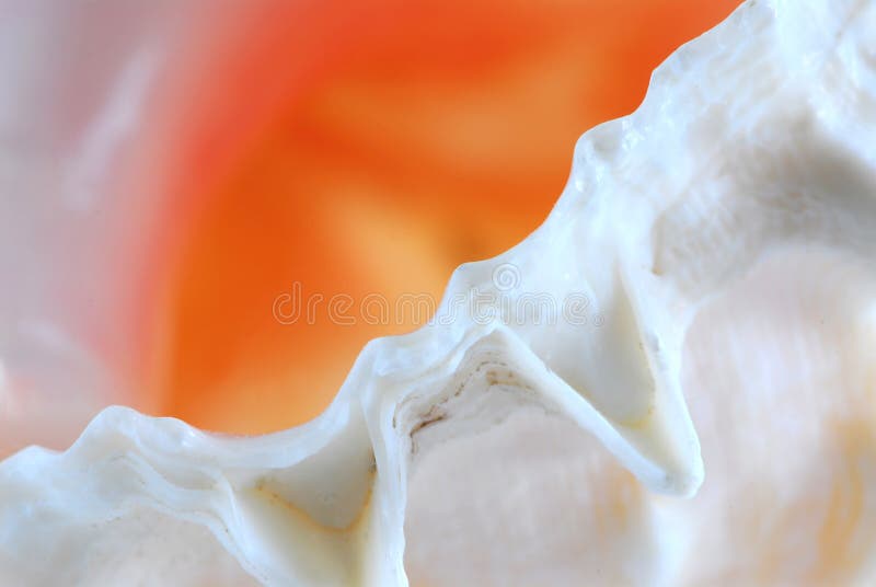 Nautilus Shell Macro stock image. Image of fossil, life - 5699285