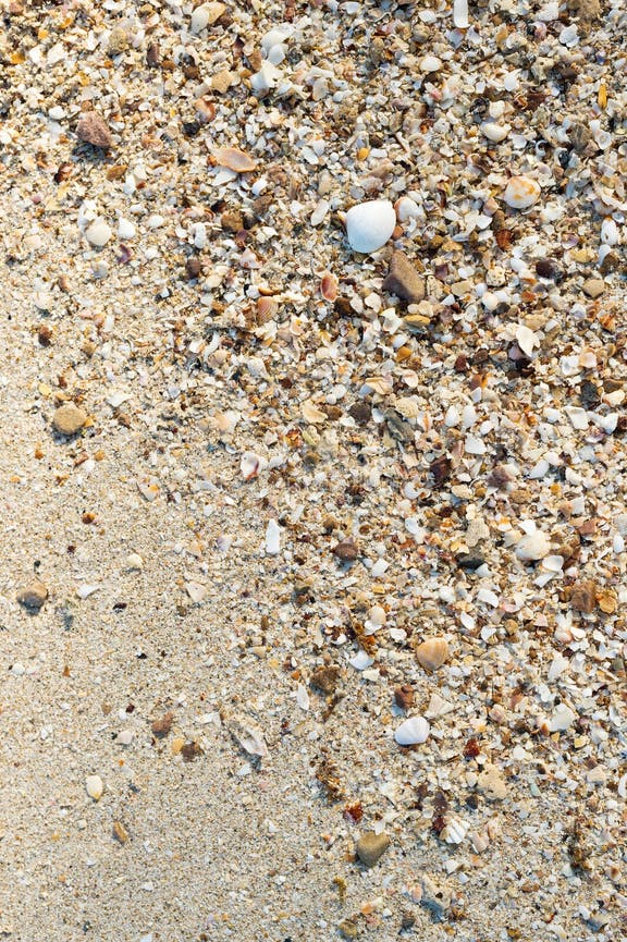 Seashell fragments on sand stock image. Image of texture - 62025627