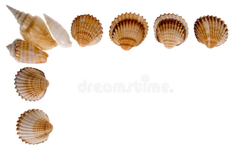 150+ White background seashell frame Free Stock Photos - StockFreeImages