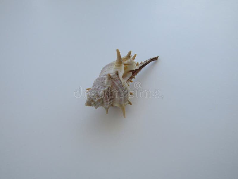 Seashell beauii stock image. Image of view, murex, beauii - 109162299