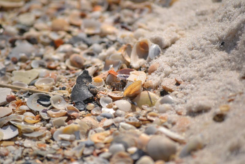 Seashell gathering stock image. Image of relax, july - 29545939