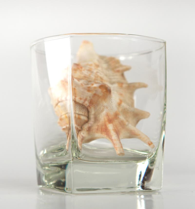 Seashell in glass stock photo. Image of isolated, close - 5114288