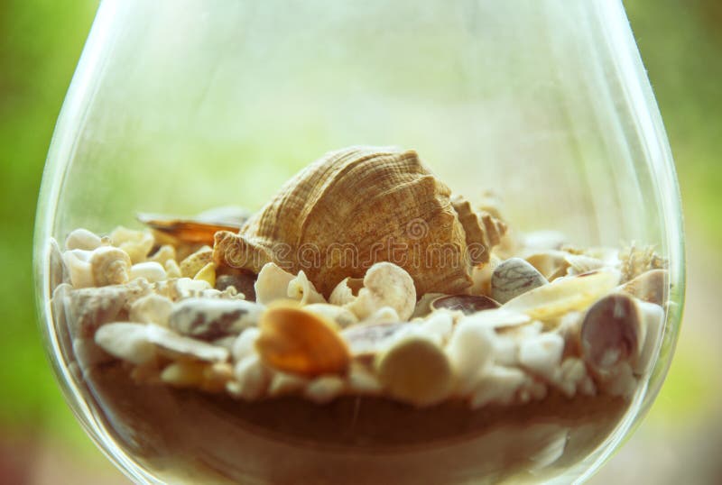 Seashell in a Glass with Seashells on the Seashore Stock Photo - Image ...
