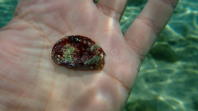 Seashell of Green Ormer or Ear Shell (Haliotis Tuberculata) on the Hand ...