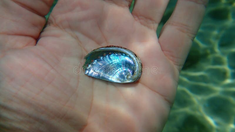 Seashell of Green Ormer or Ear Shell (Haliotis Tuberculata) on the Hand ...