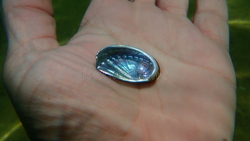 Seashell of Green Ormer or Ear Shell Haliotis Tuberculata on the Hand ...