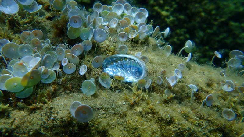 Seashell of Green Ormer or Ear Shell (Haliotis Tuberculata) on Sea ...
