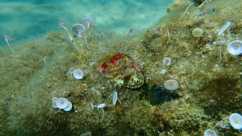 Seashell of Green Ormer or Ear Shell (Haliotis Tuberculata) on Sea ...