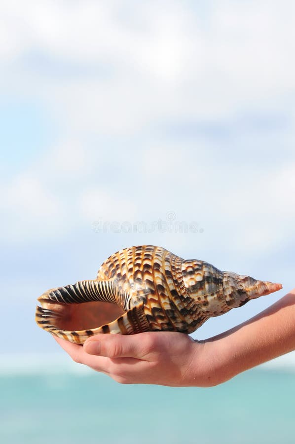 Woman Hand Holding Big Seashell Stock Photos - Free & Royalty-Free ...