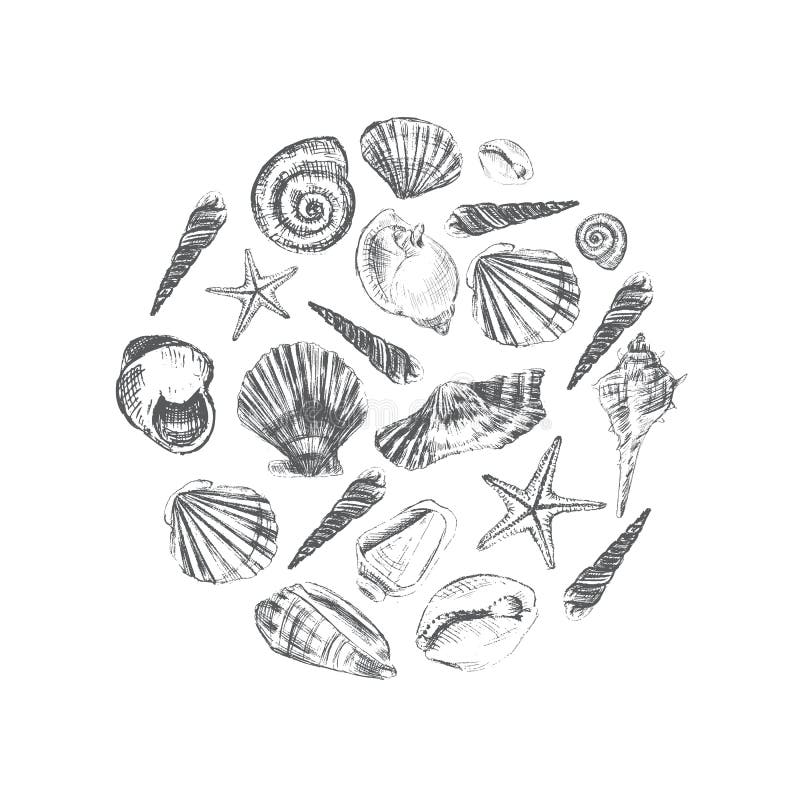 Seashell Hand Drawn Vector Etching Sketch Isolated on White Background ...