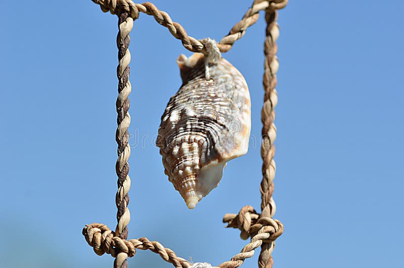 Seashell string curtain stock image. Image of handmade - 44903789
