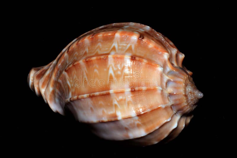 Seashell Harpa stock photo. Image of asia, seashells - 339460910