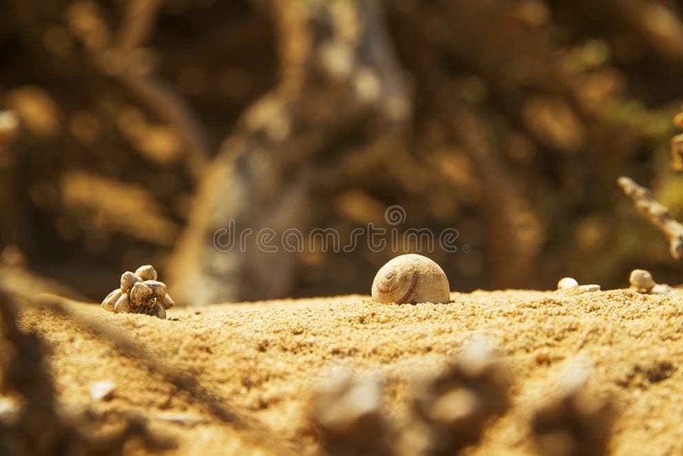 Shells stock photo. Image of ocean, invertebrates, duration - 29737232