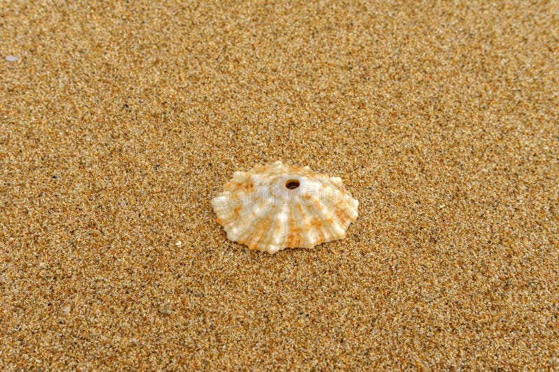 Seashell with a Hole on the Sand Stock Image - Image of aquatic ...