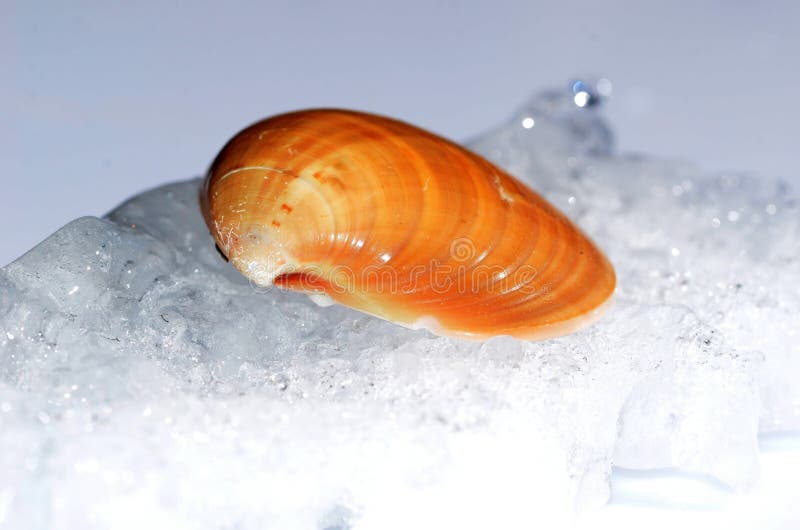Old Seashell Covered in Fossils of Other Shells Stock Photo - Image of ...